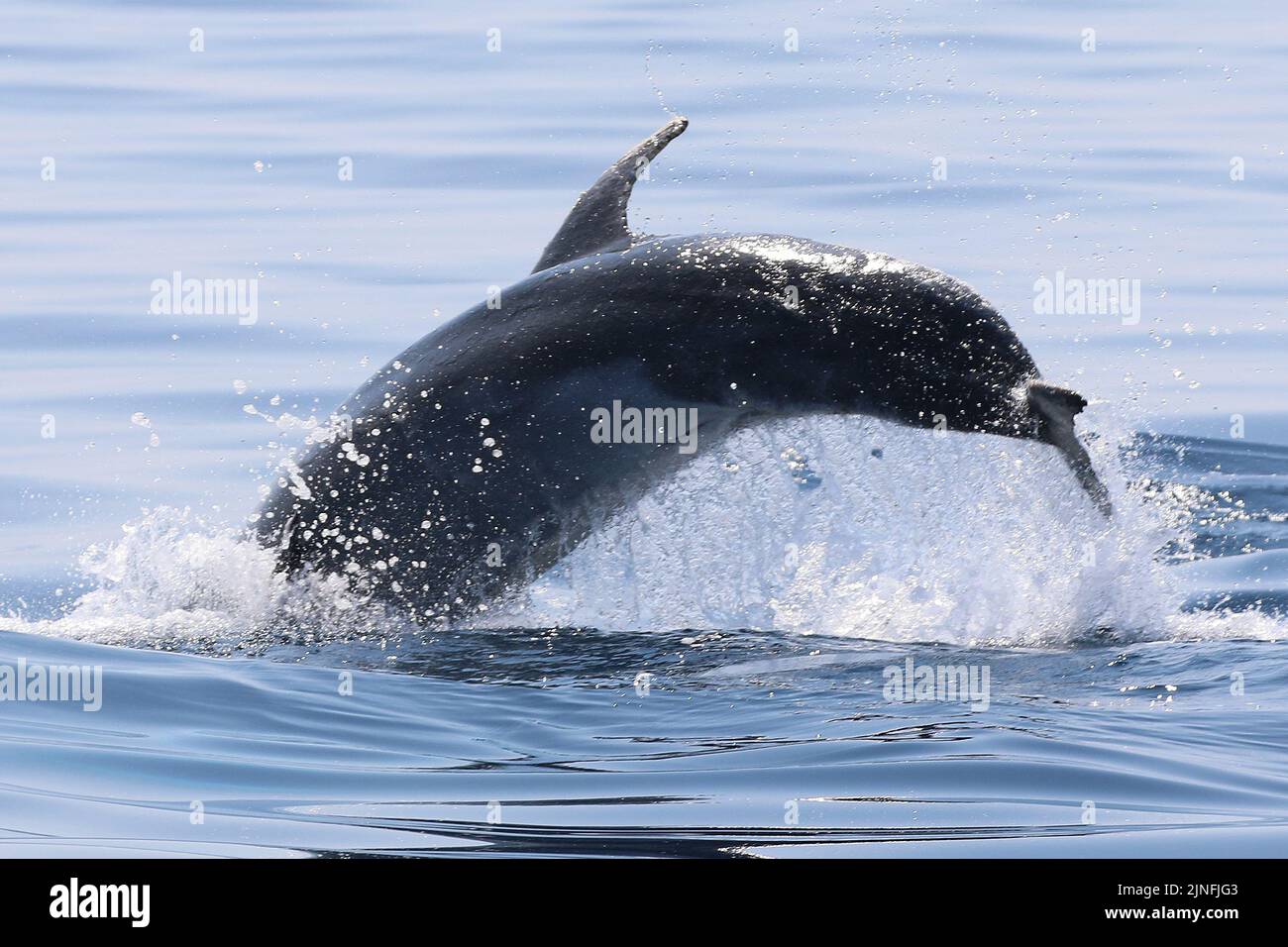 Dolphin watching near Taranto, Italy Stock Photo - Alamy