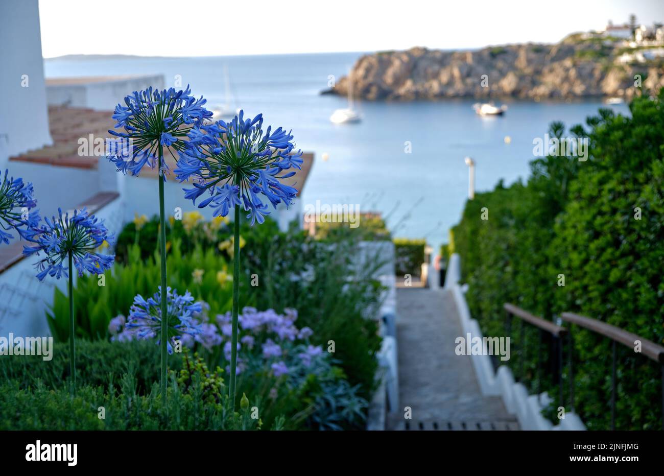 Menorca, Spain. Flowers with view of Arenal d'es Castell beach in ...
