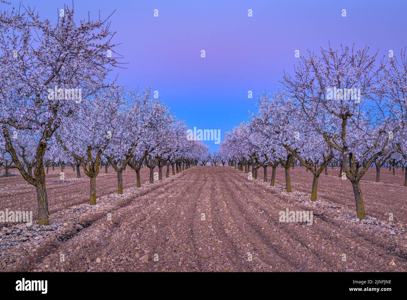 Flores de prunus azul hi-res stock photography and images - Alamy