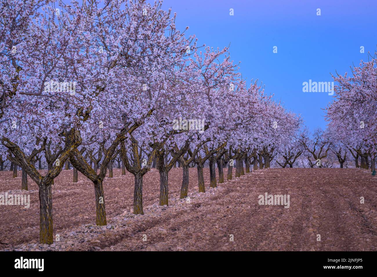 Sunrise over fields of almond trees blooming around the town of Arbeca ...