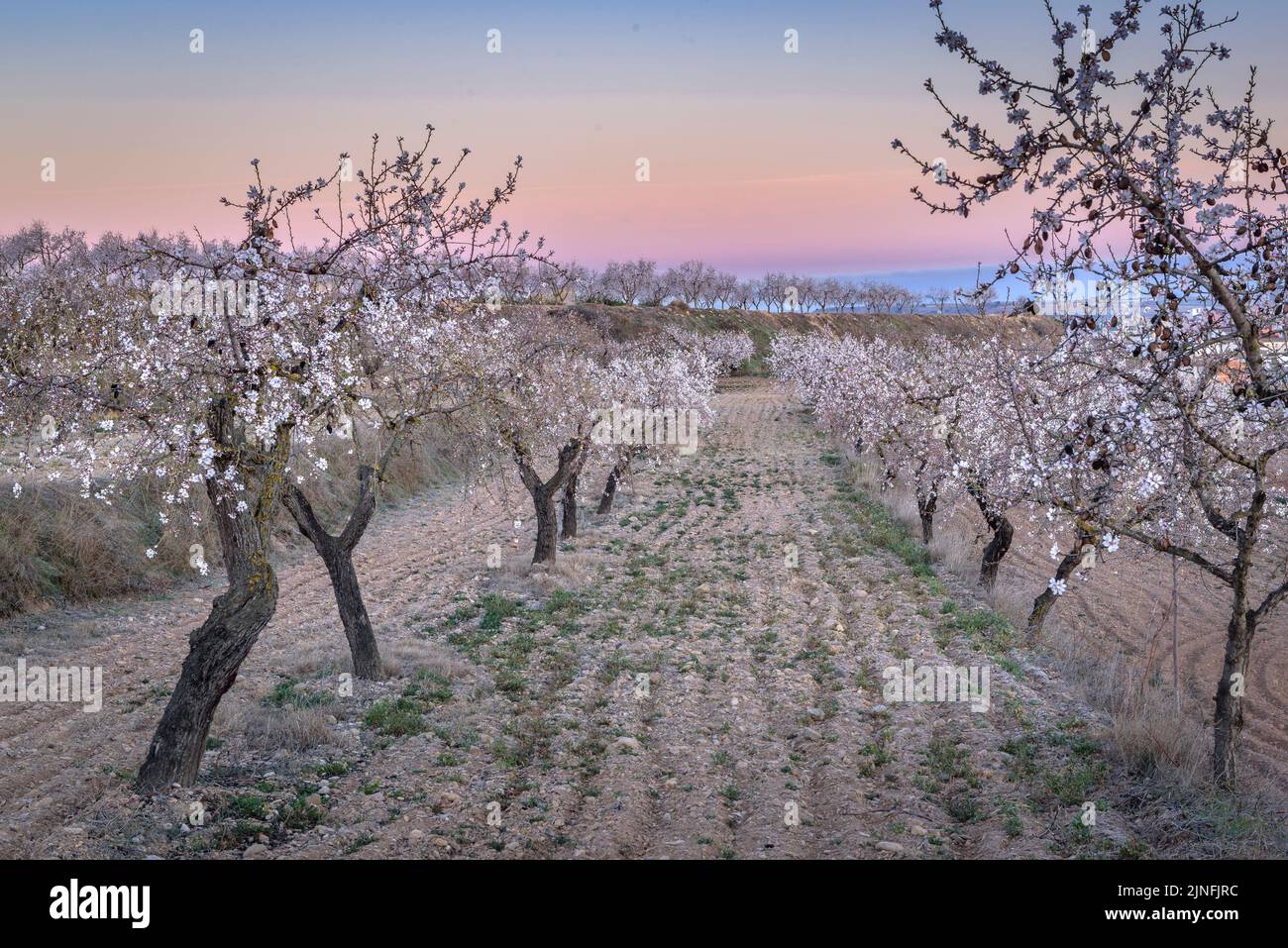 Sunrise over fields of almond trees blooming around the town of Arbeca ...