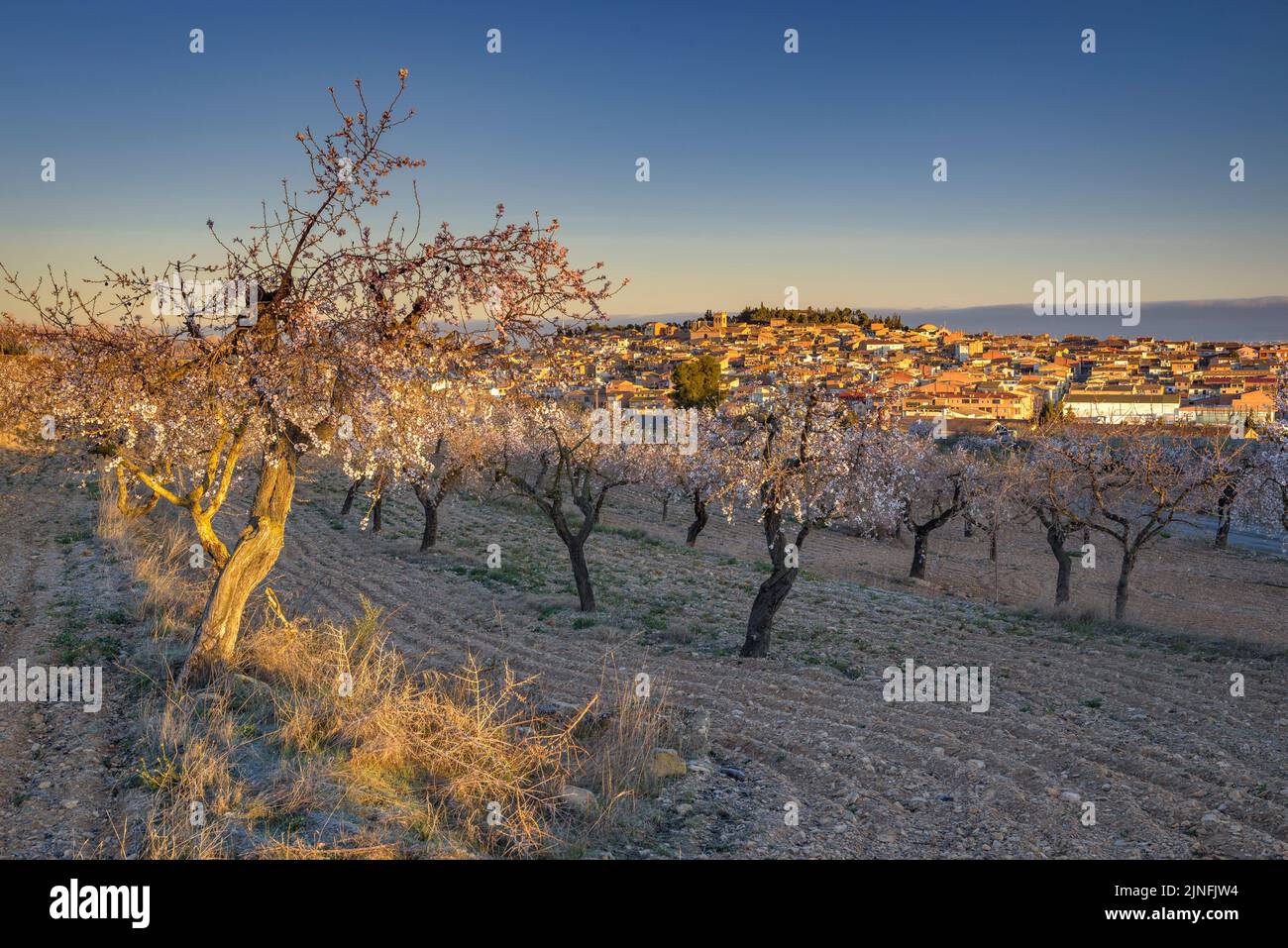Sunrise over fields of almond trees blooming around the town of Arbeca ...