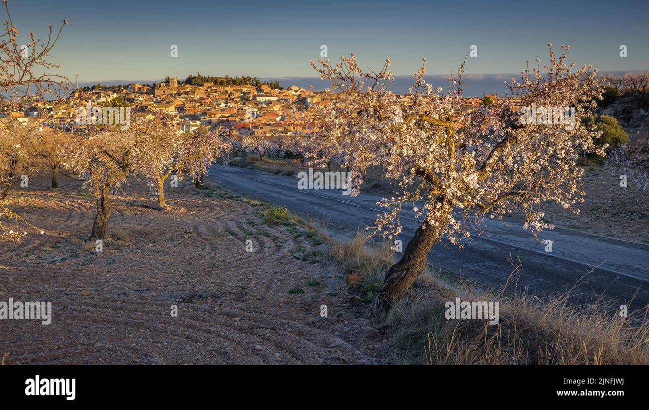Sunrise over fields of almond trees blooming around the town of Arbeca ...