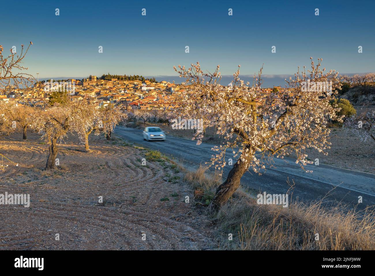 Sunrise over fields of almond trees blooming around the town of Arbeca ...