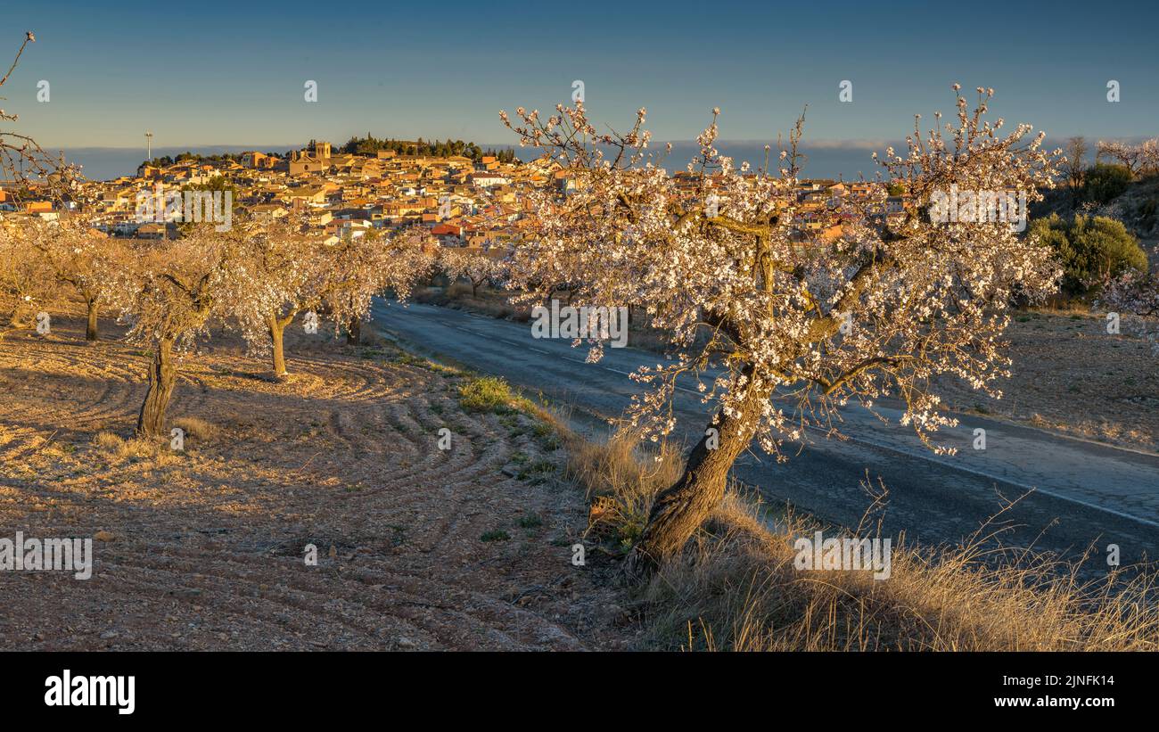 Sunrise over fields of almond trees blooming around the town of Arbeca ...