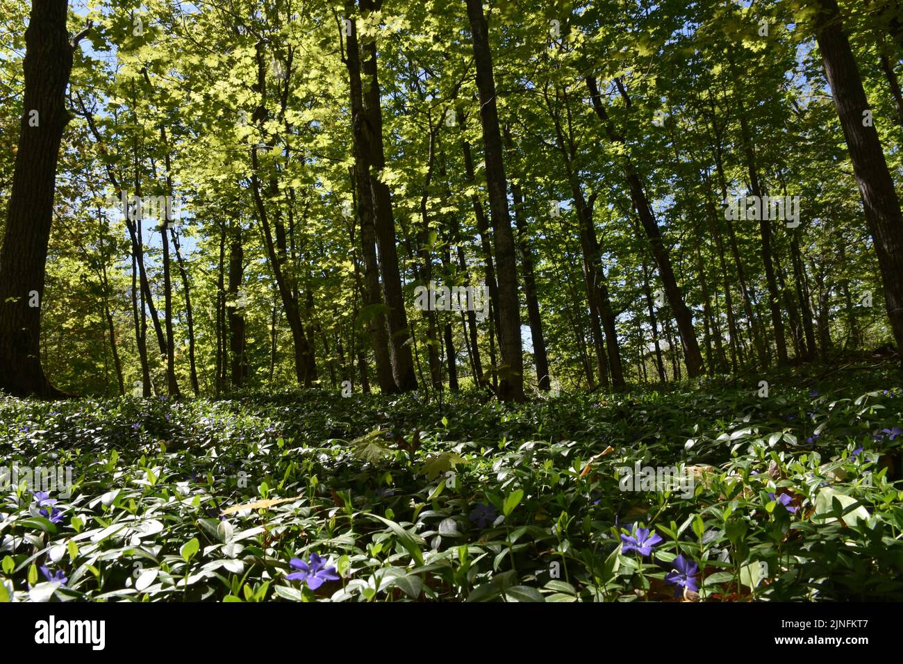 Forest quebec summer hi-res stock photography and images - Alamy