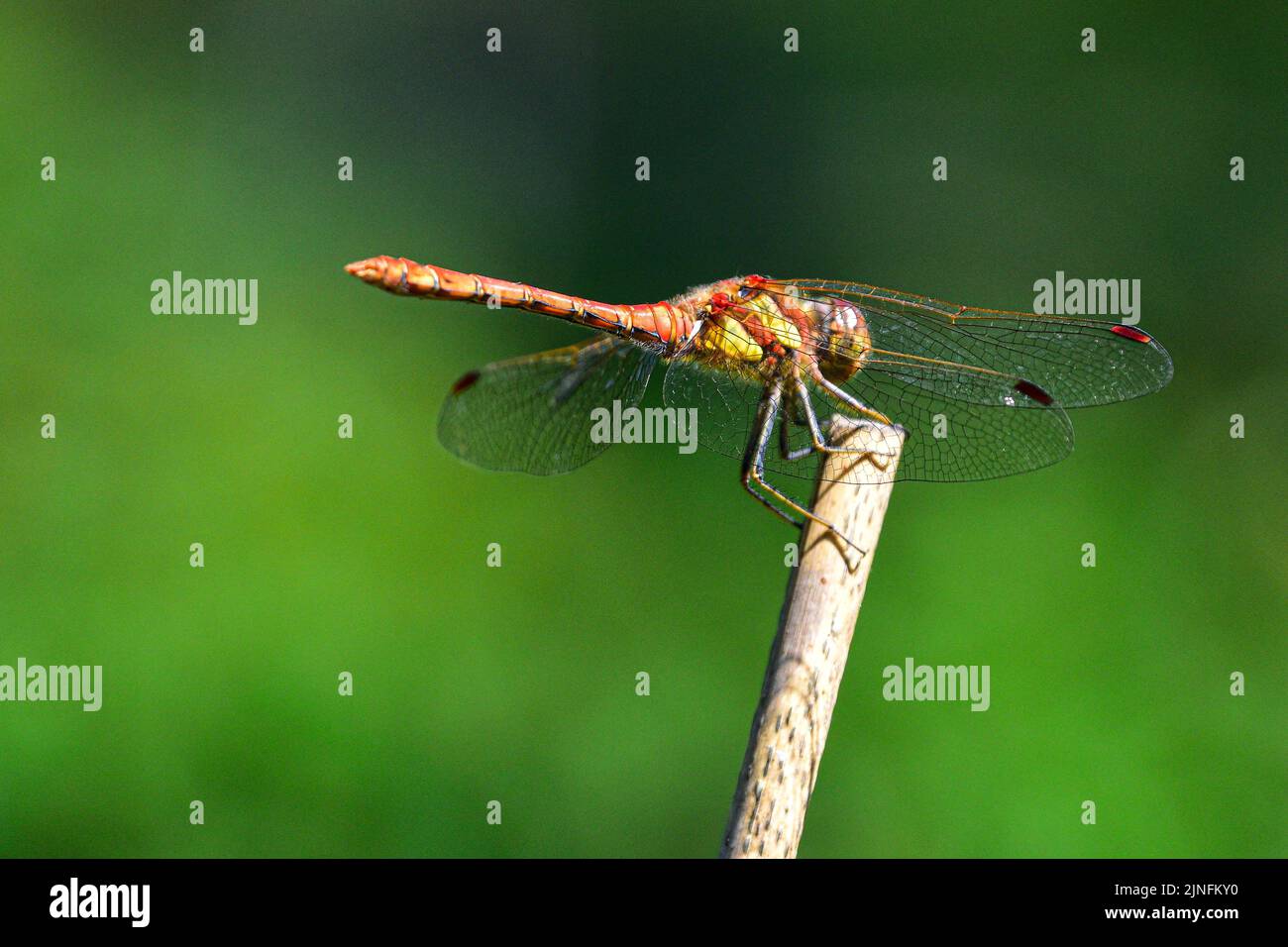 Common Darter Dragonfly Stock Photo - Alamy