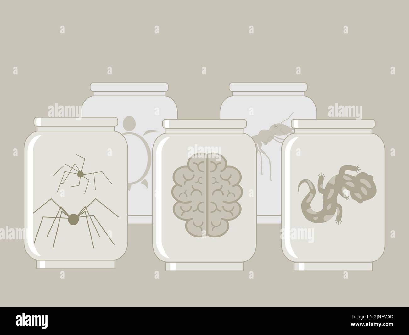 Human brain, spiders, lizard, turtle and ant preserved in jars Stock ...