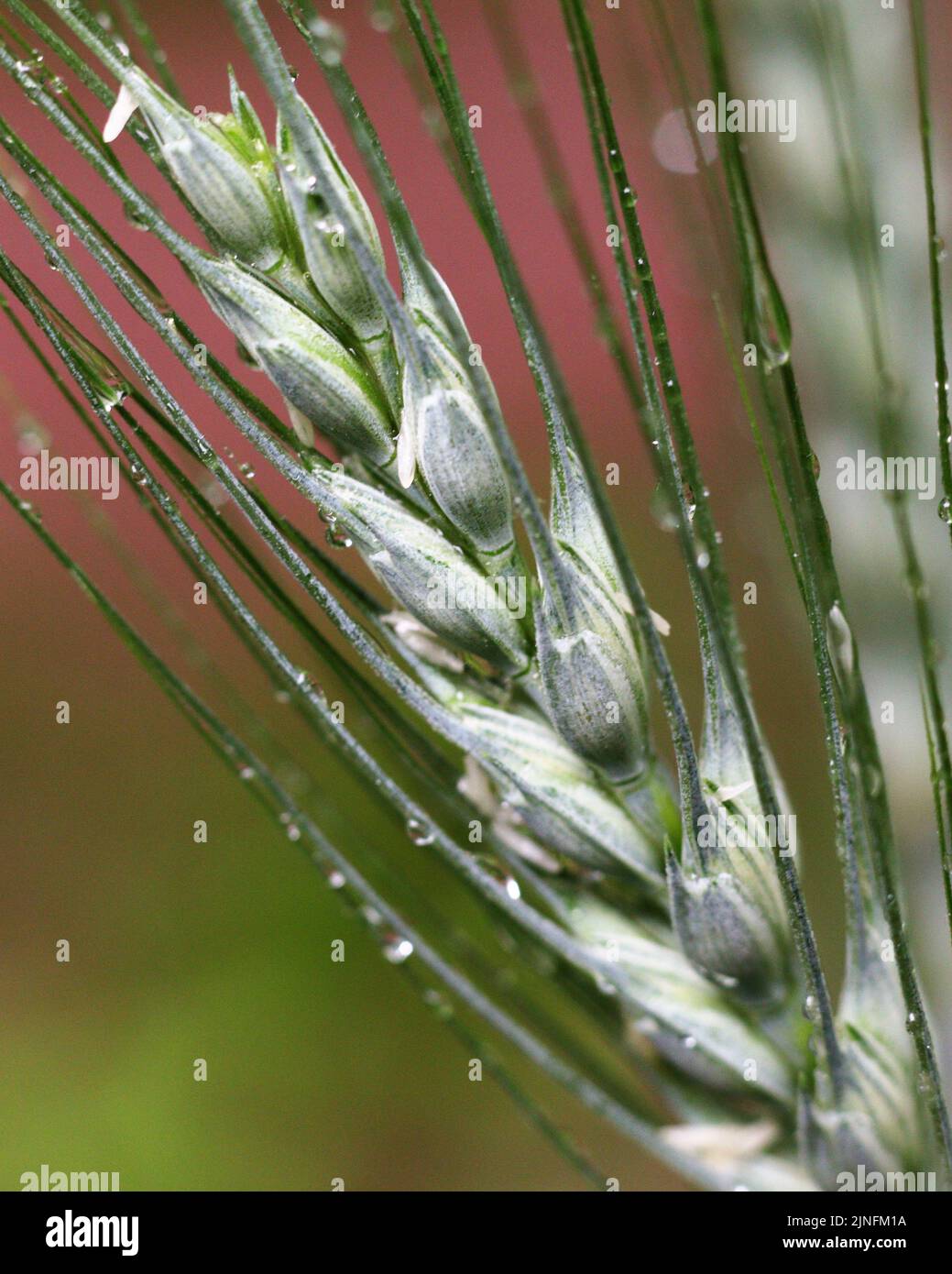 A shallow focus of a wheat with raindrops Stock Photo - Alamy