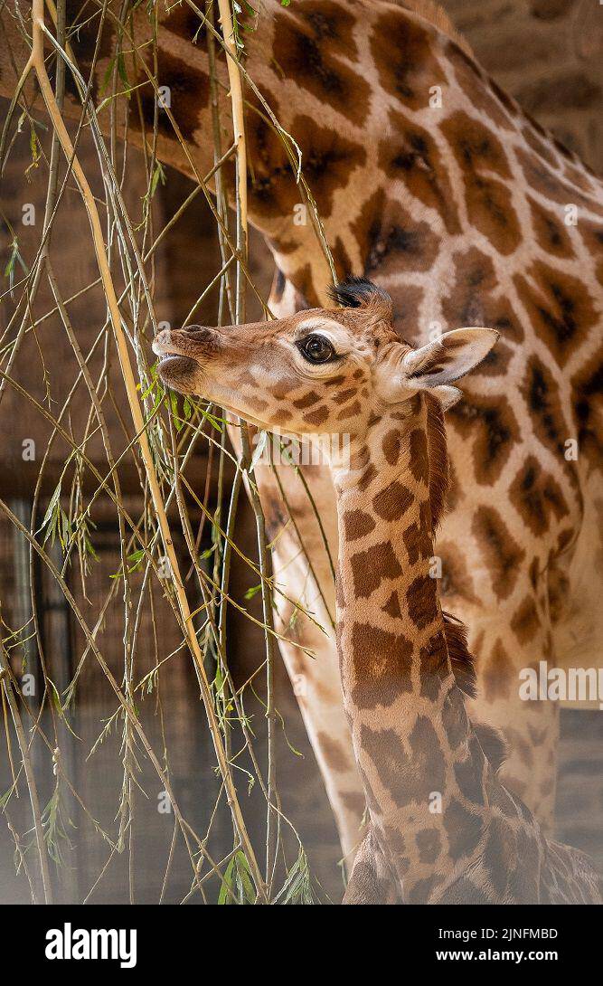 Undated handout photo issued by Chester Zoo of a newborn giraffe named ...
