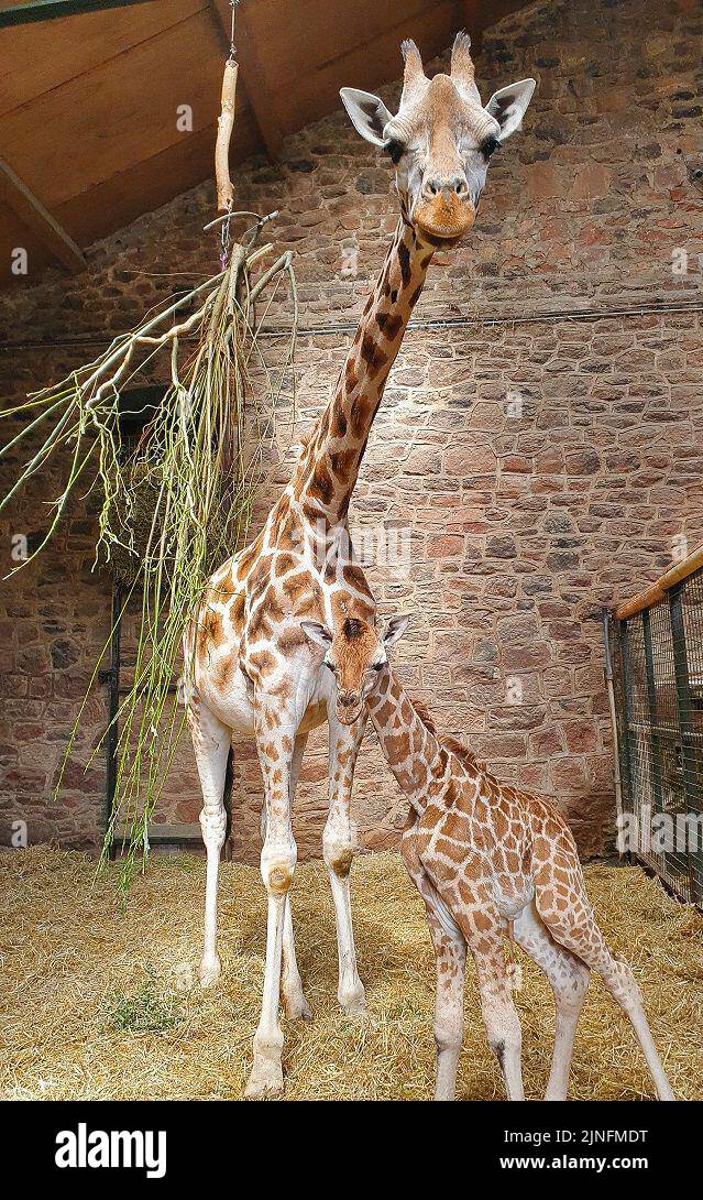 Undated handout photo issued by Chester Zoo of a newborn giraffe named ...