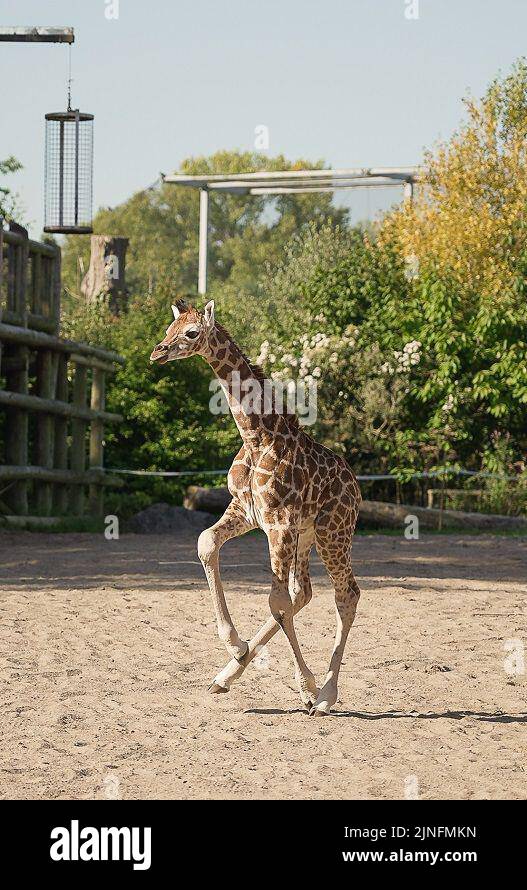 Undated handout photo issued by Chester Zoo of a newborn giraffe named ...