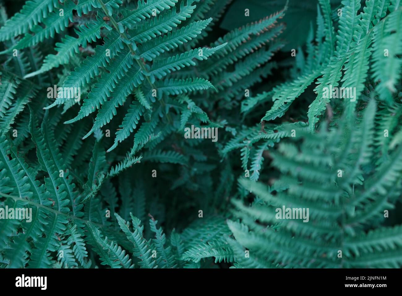 Beautiful fern leaf texture in nature. Natural ferns blurred background ...
