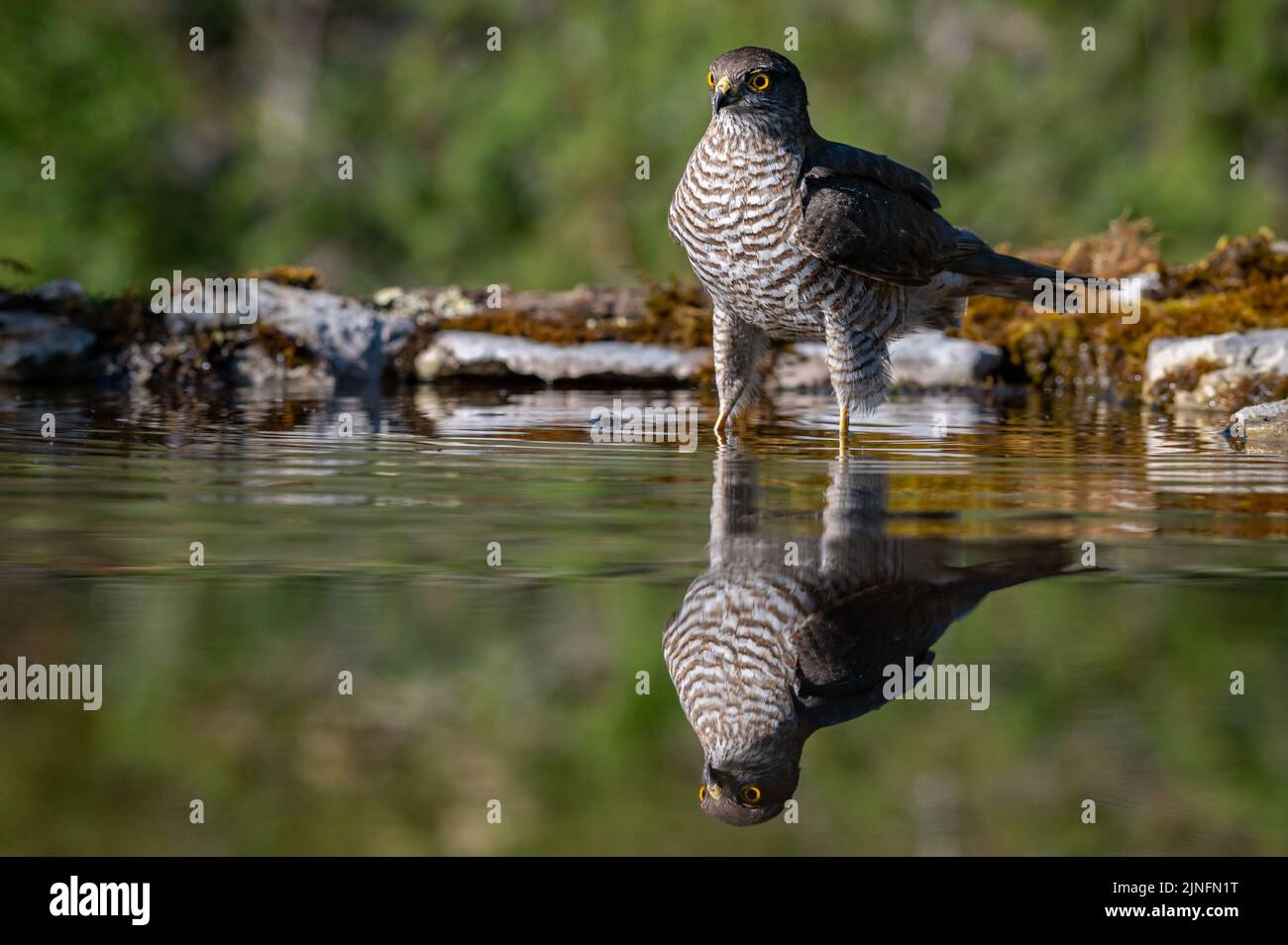 Female Sparrow Hawk stood in a pond with a perfect reflection in the ...