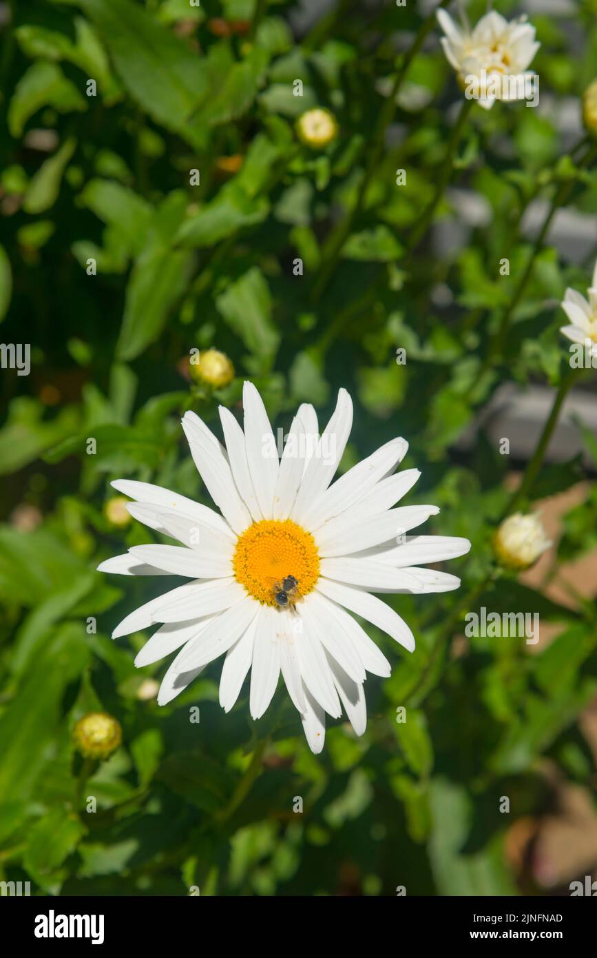 Daisy flower with insect pollinating Stock Photo - Alamy