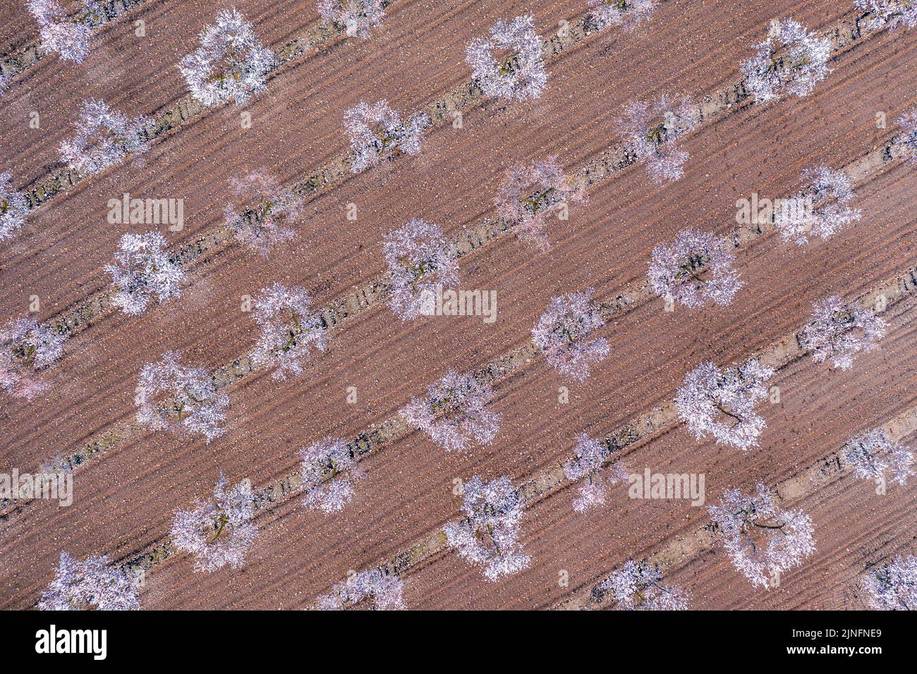 Arbol de almendro hi-res stock photography and images - Alamy