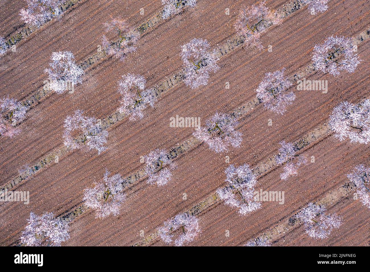 Aerial view of the fields of almond trees blooming around the town of ...