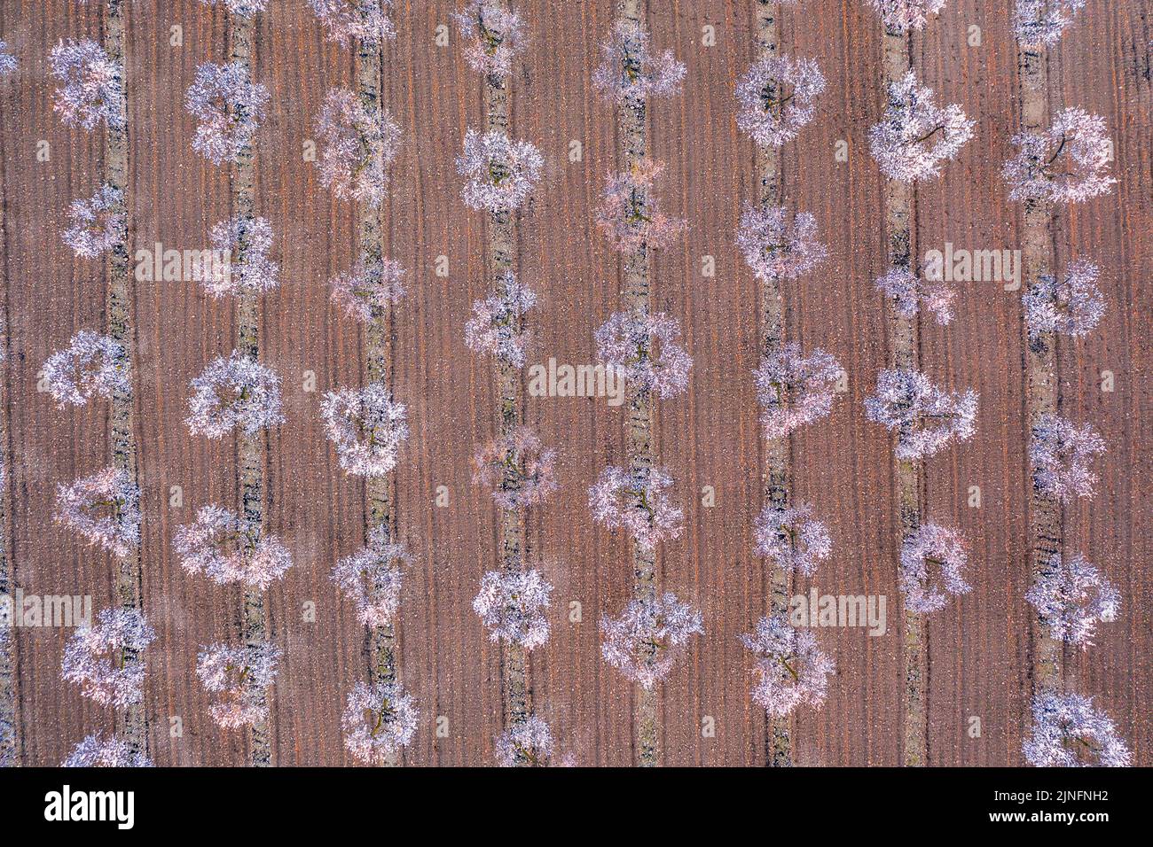 Arbol de almendro hi-res stock photography and images - Alamy
