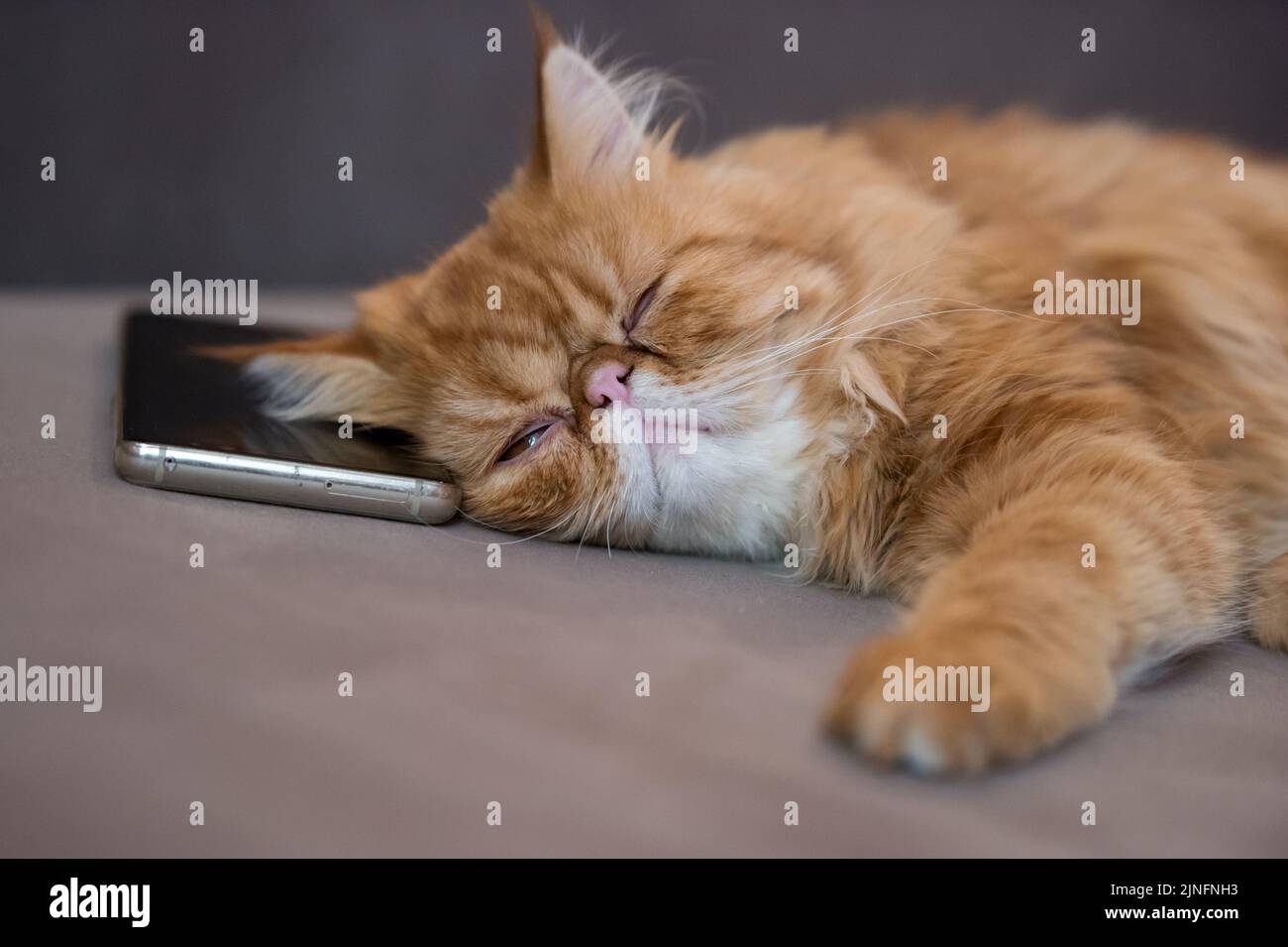 Domestic cat paw over eyes hi-res stock photography and images - Alamy
