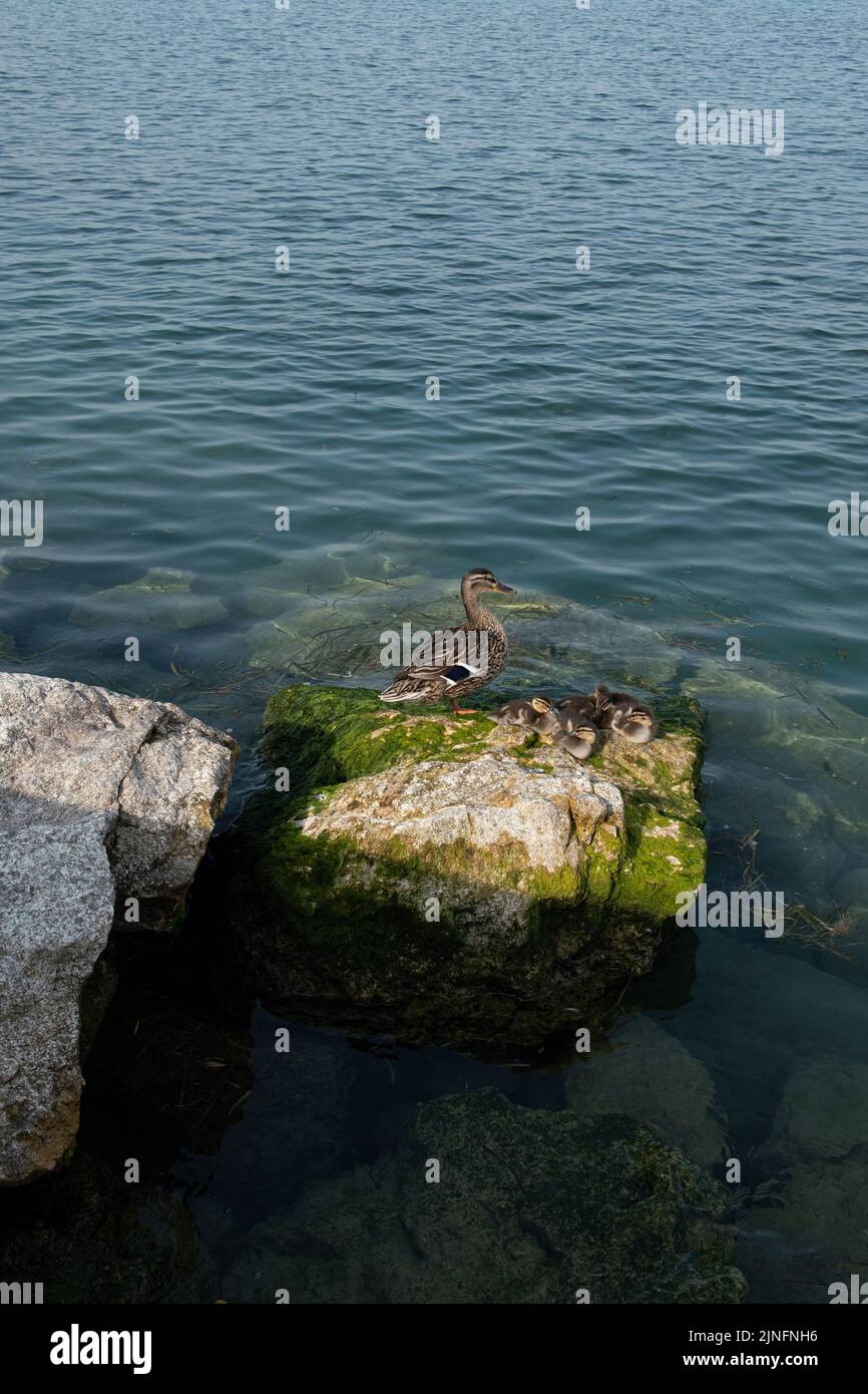 Mother duck with her baby ducks on the rock under sunlight. Ducklings ...