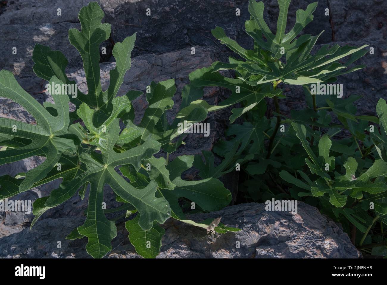Fig tree growing among the rocks Stock Photo - Alamy