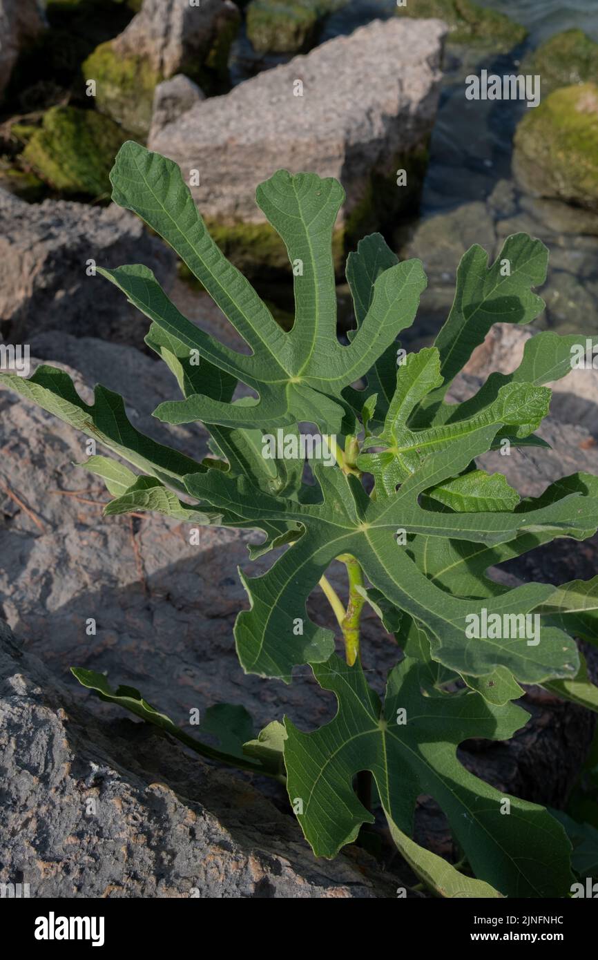 Branch of fig tree among the rocks Stock Photo - Alamy