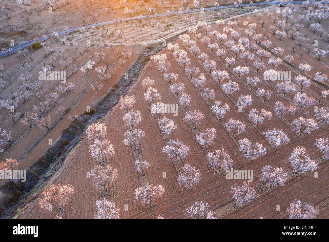 Aerial view of the fields of almond trees blooming around the town of ...