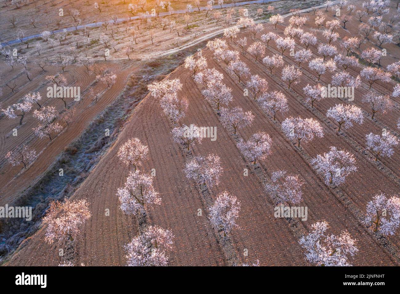 Aerial view of the fields of almond trees blooming around the town of ...