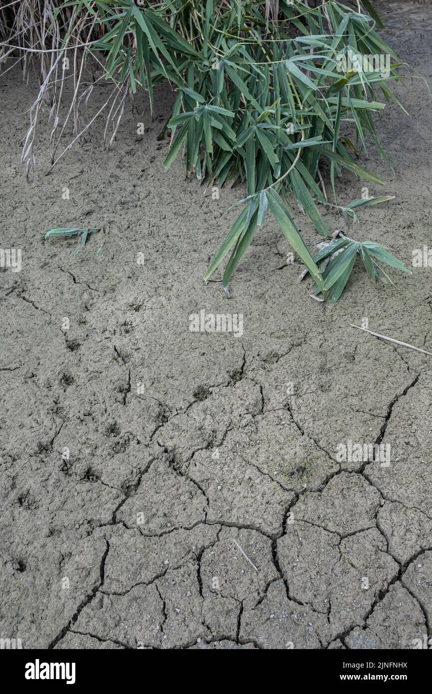 Climate change, drought in the field. The soil starts to crack Stock ...
