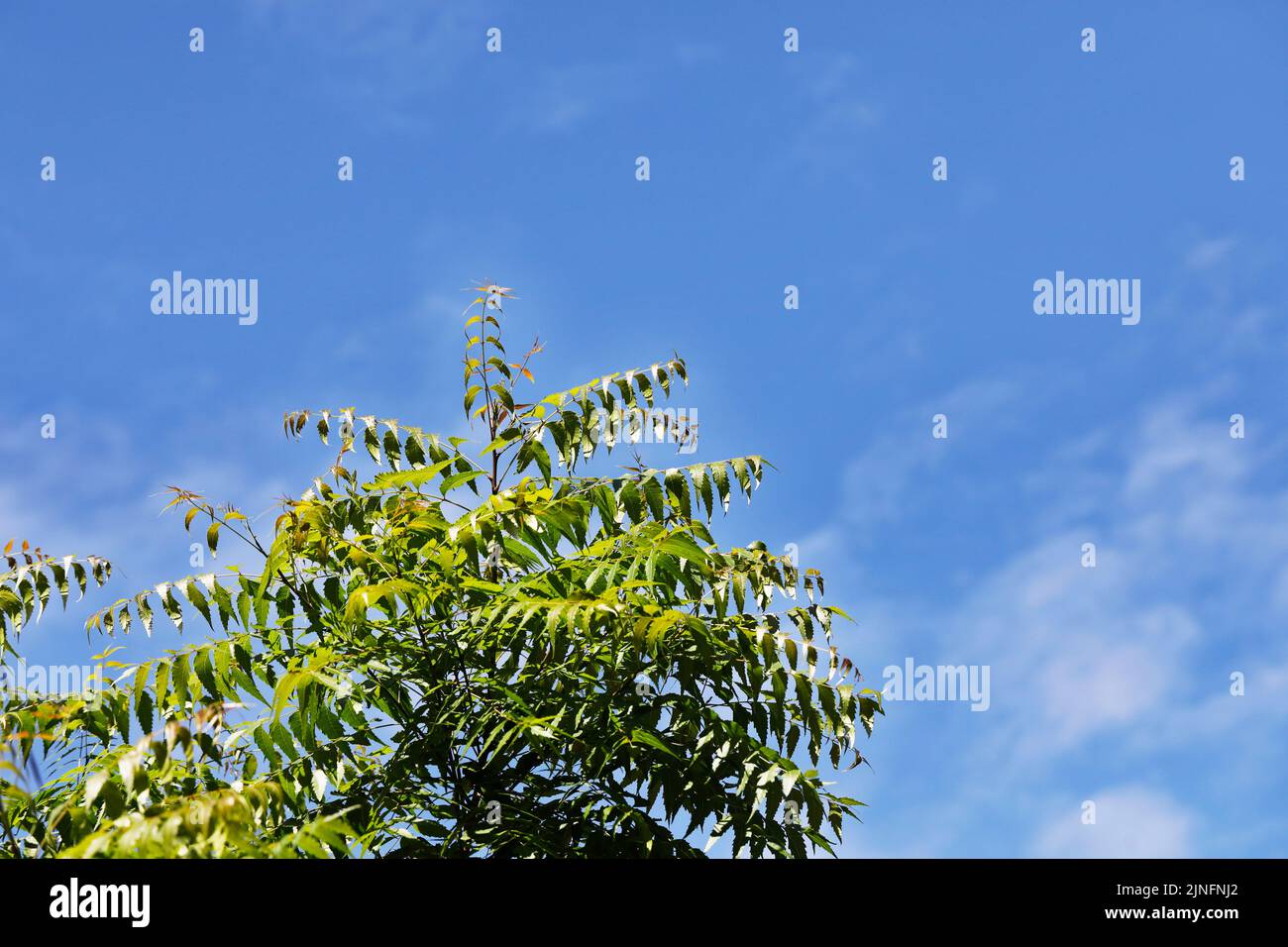 Dhaka, Bangladesh - August 11, 2022: Azadirachta indica, commonly known ...
