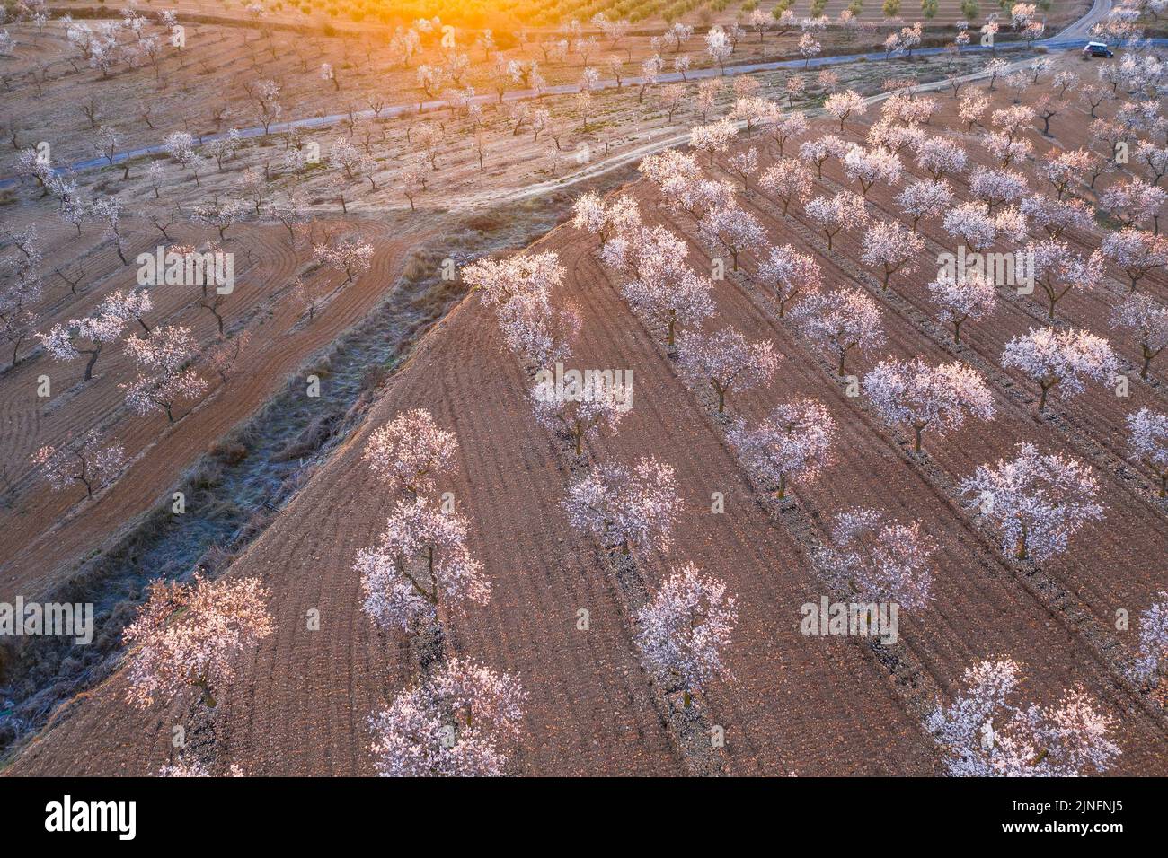 Arbol de almendro hi-res stock photography and images - Alamy