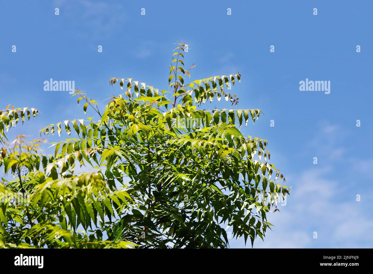 Dhaka, Bangladesh - August 11, 2022: Azadirachta indica, commonly known ...