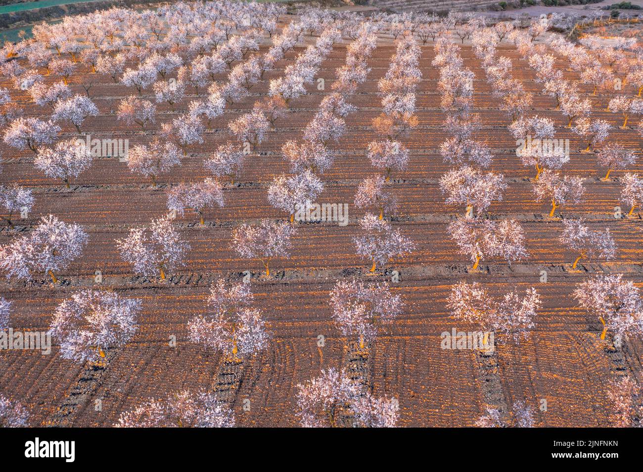 Arbol de almendro hi-res stock photography and images - Alamy