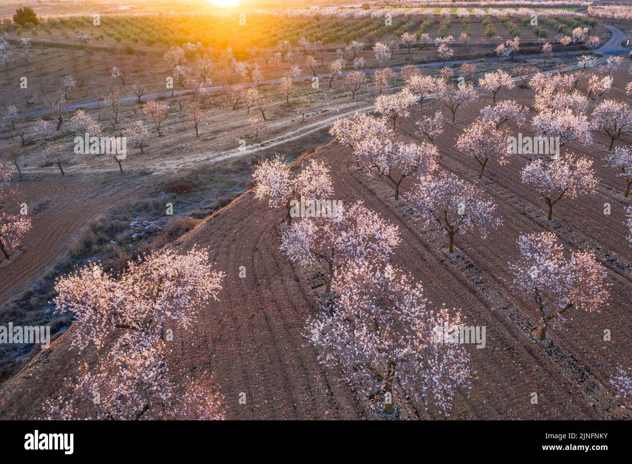 Aerial view of the fields of almond trees blooming around the town of ...