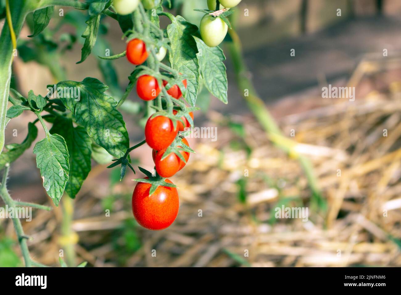 Cherry seedling hi-res stock photography and images - Alamy