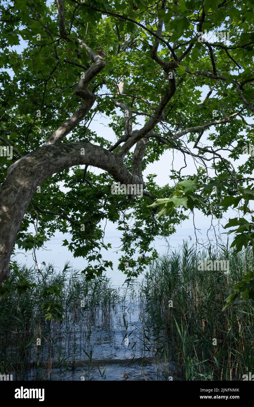 Tree stretches over the water Stock Photo - Alamy
