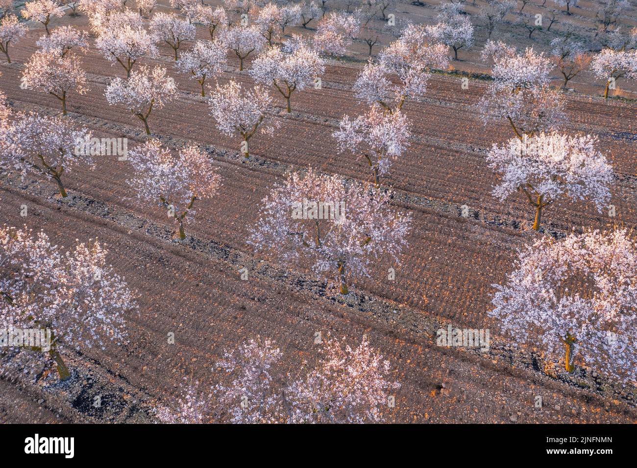 Aerial view of the fields of almond trees blooming around the town of ...
