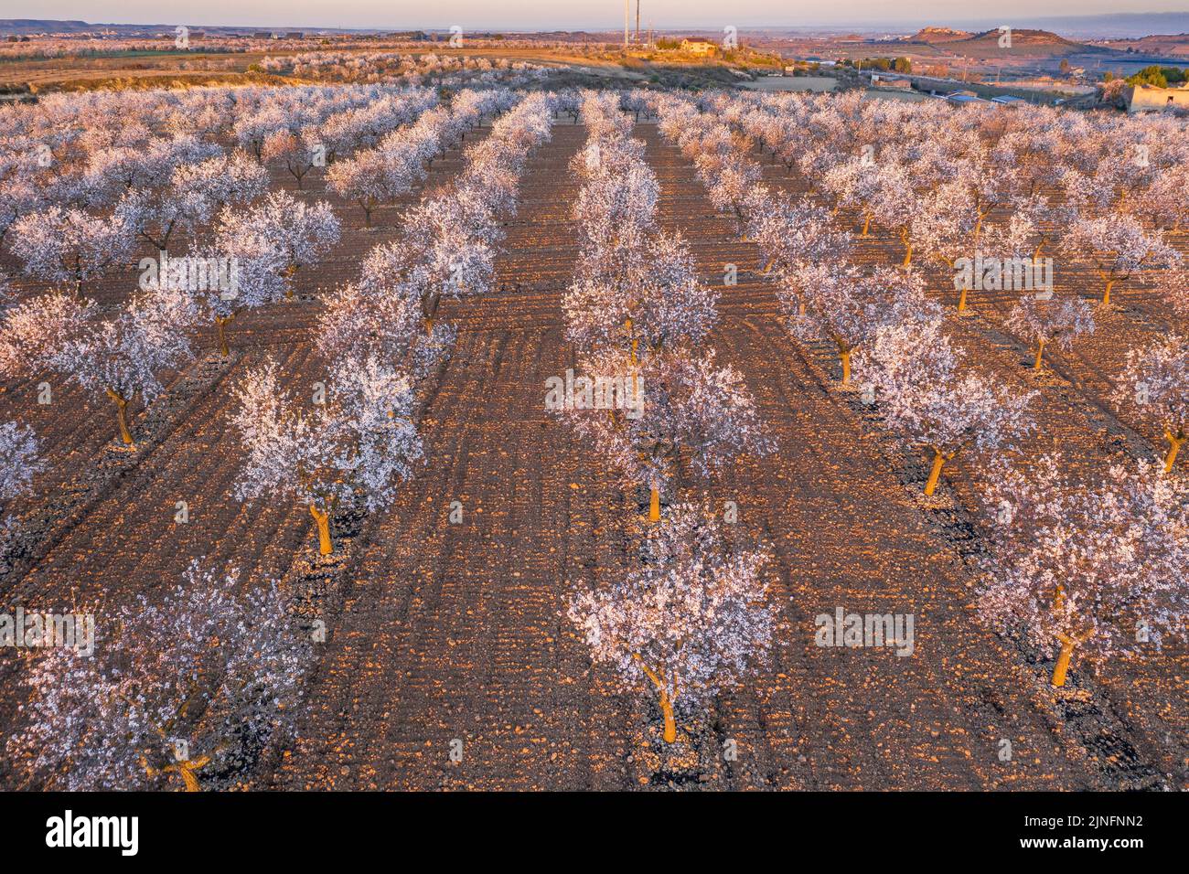 Arbol almendro hi-res stock photography and images - Alamy