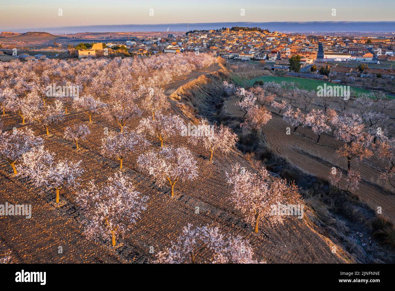 Aerial view of the fields of almond trees blooming around the town of ...