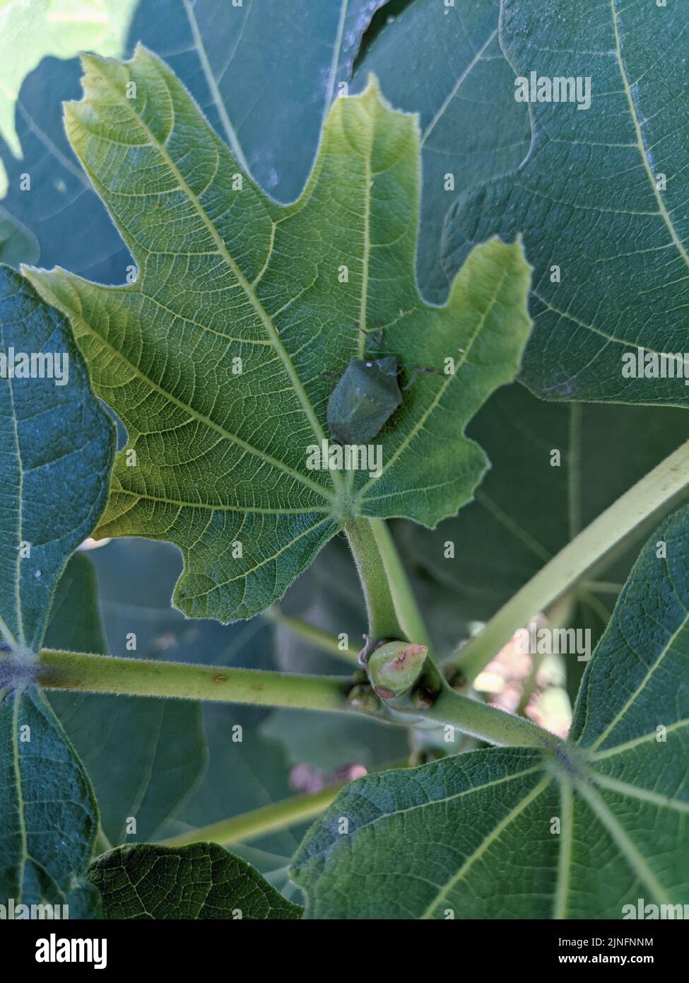 Green stink bug on the fig leaf Stock Photo - Alamy
