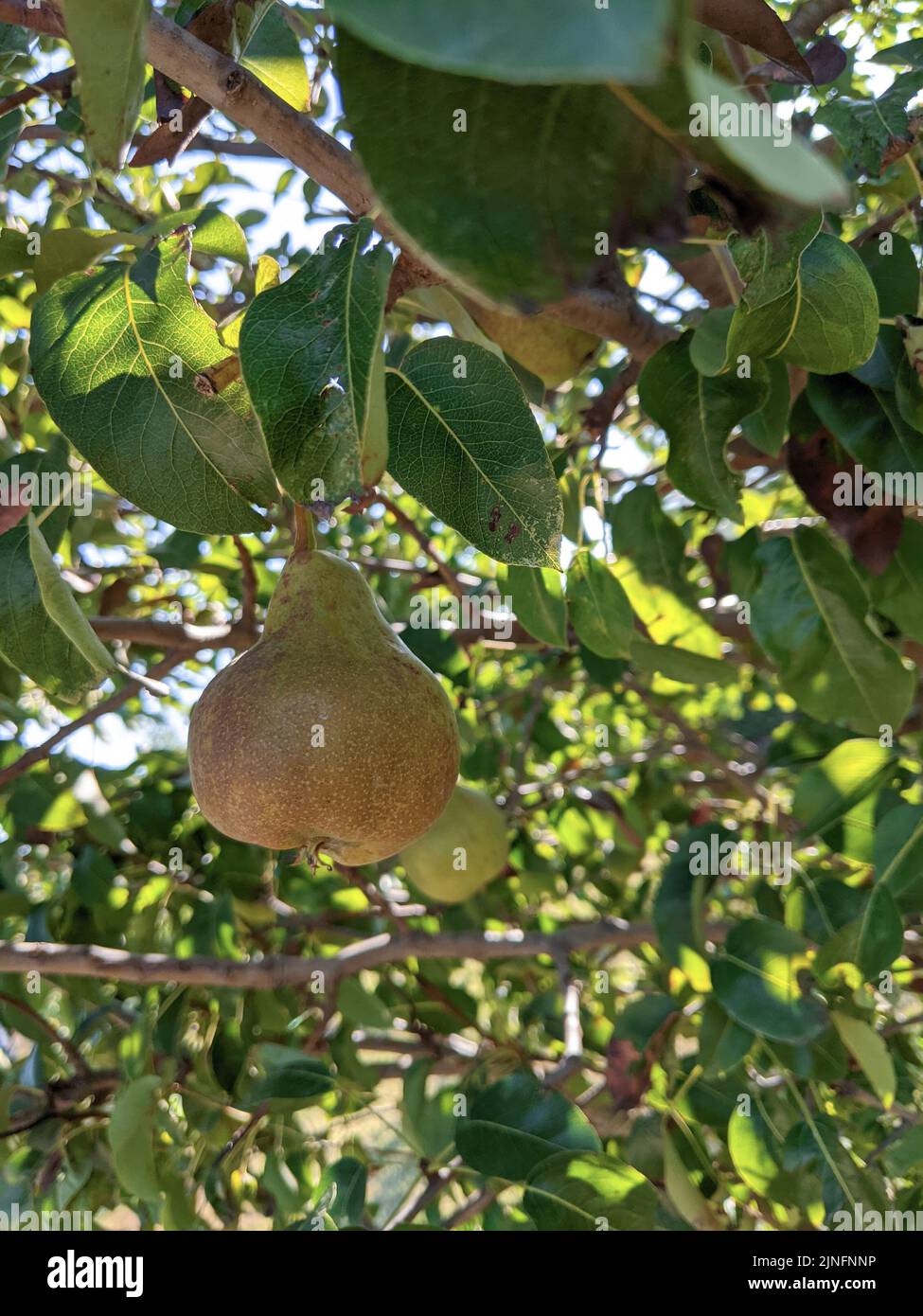 Pear growing on the tree hi-res stock photography and images - Alamy