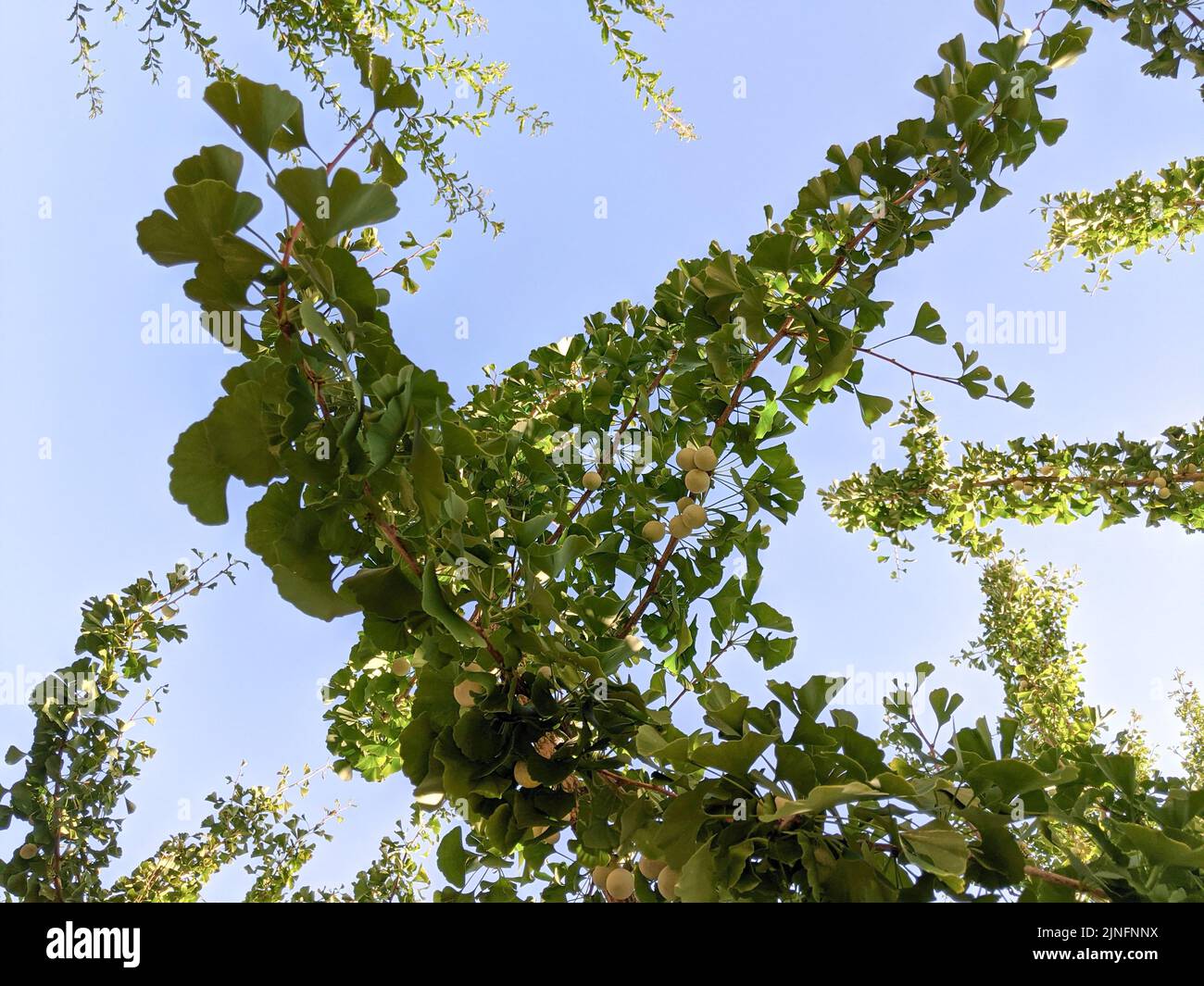 Gingko biloba tree fruits hi-res stock photography and images - Alamy