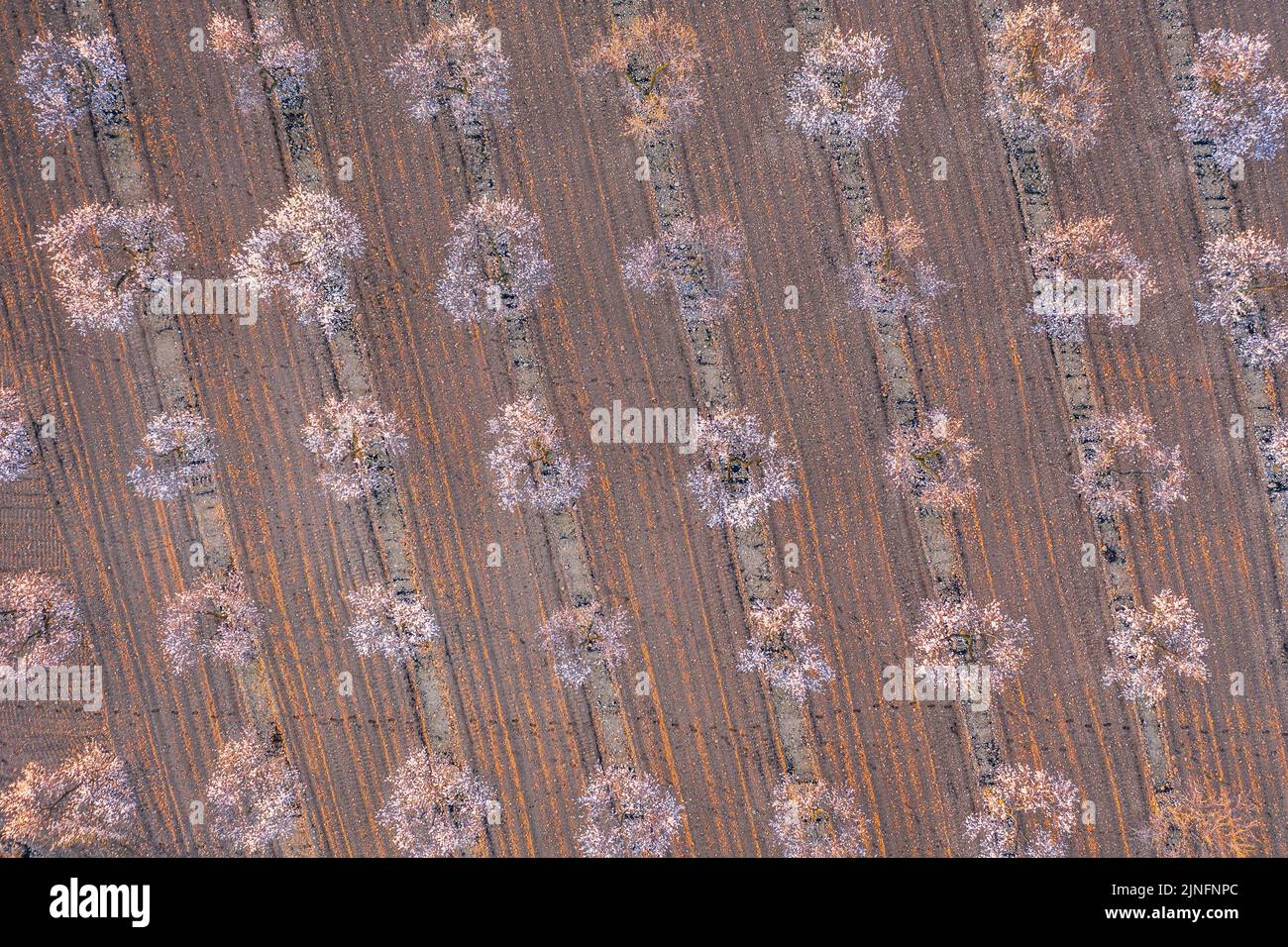 Arbol de almendro hi-res stock photography and images - Alamy