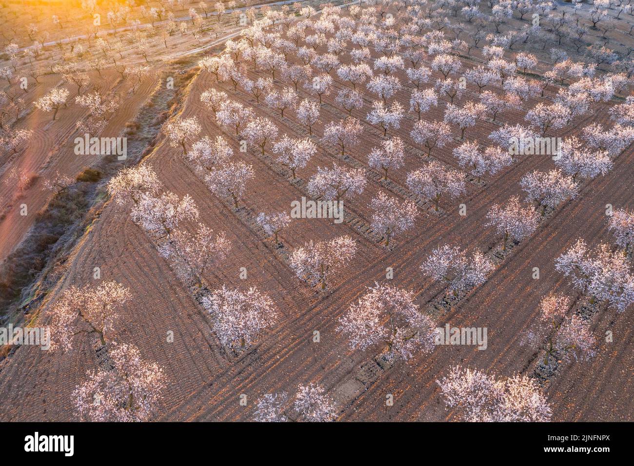 Arbol almendro hi-res stock photography and images - Alamy