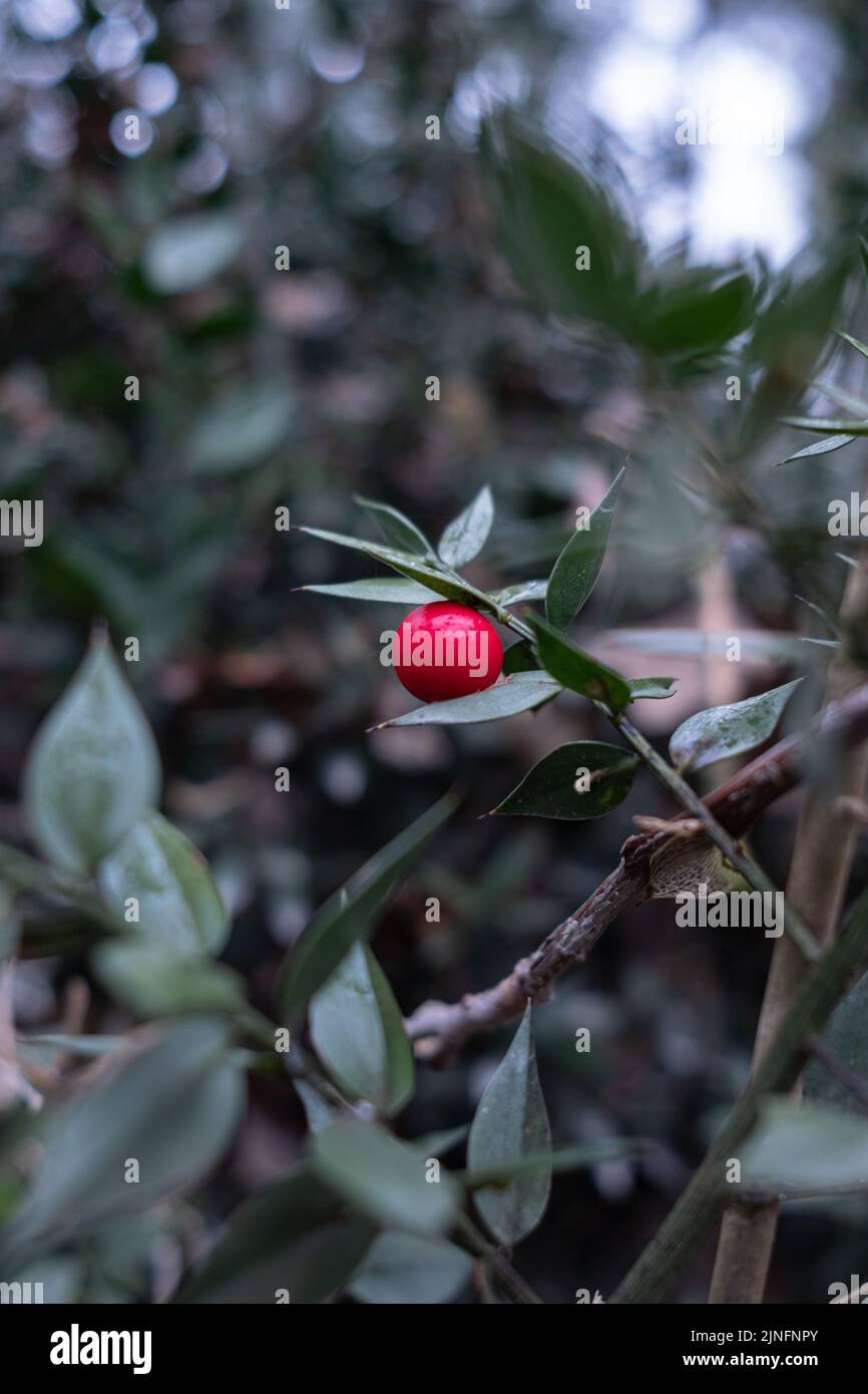 Red globose berry of Ruscus hypoglossum shrub. Ruscus hypoglossum for ...