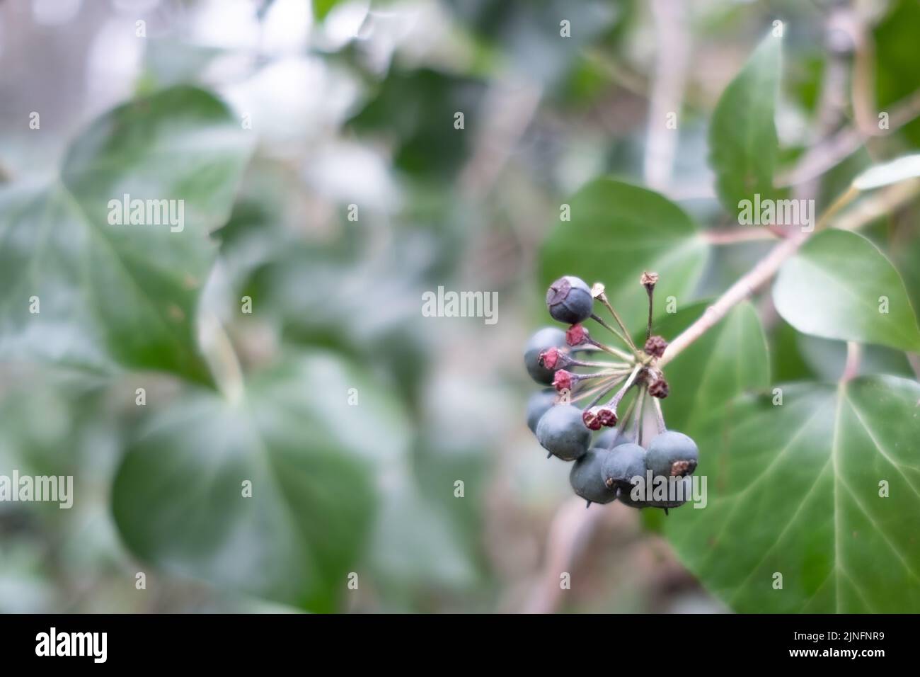 Fruit of common ivy or Hedera helix Stock Photo - Alamy