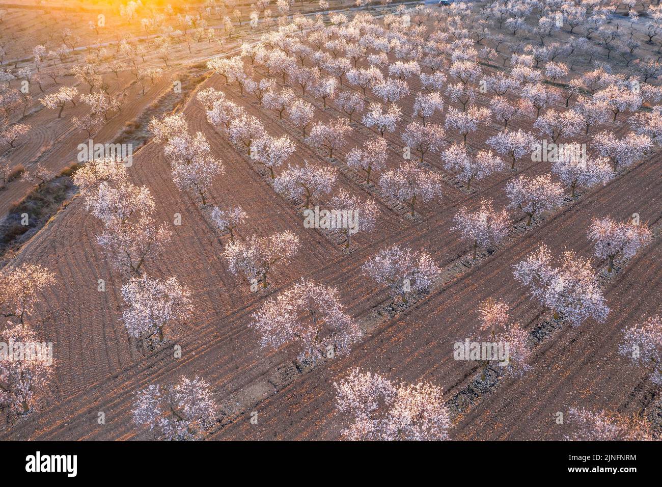 Aerial view of the fields of almond trees blooming around the town of ...
