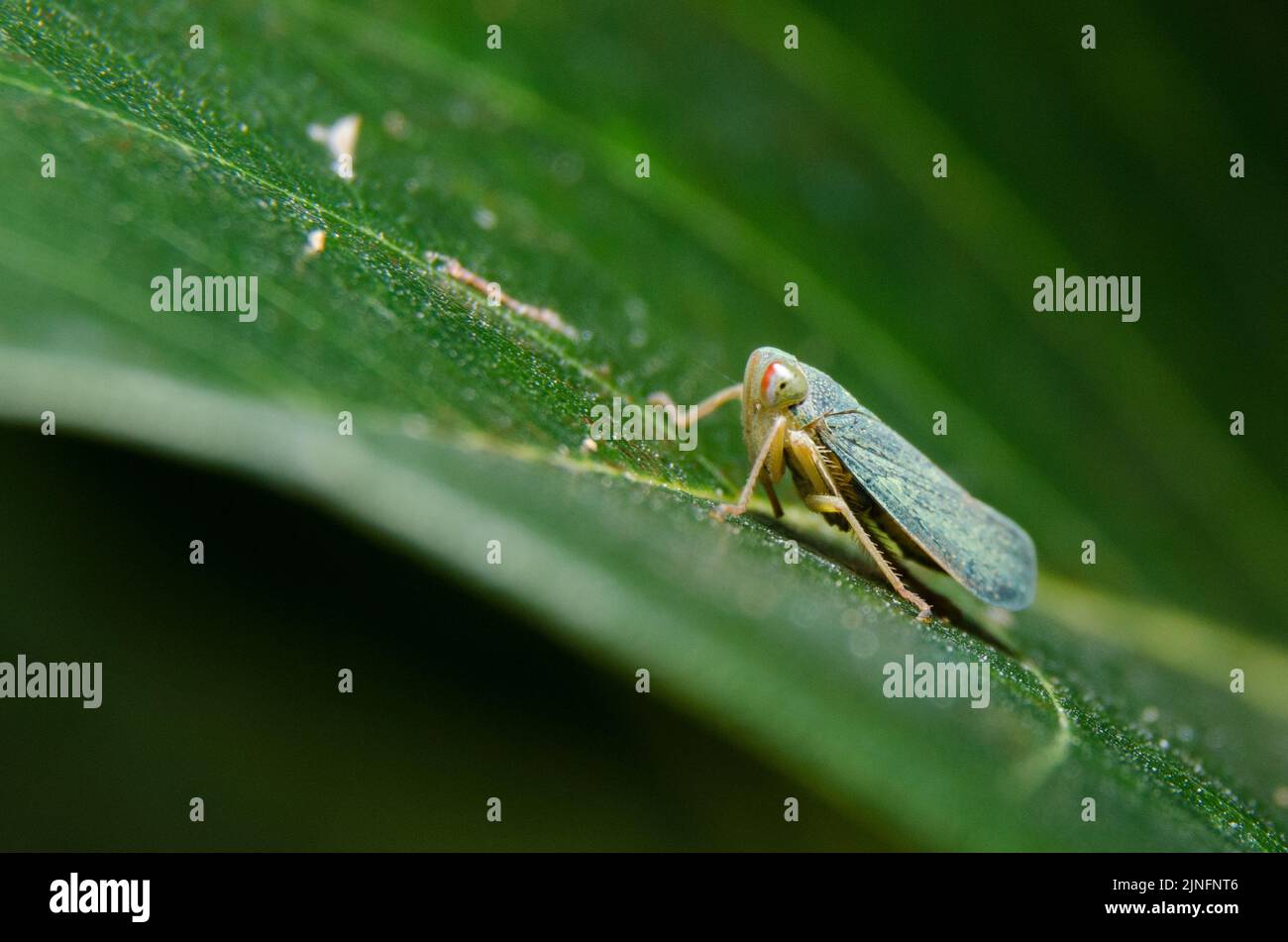 Green leafhopper cicadella viridis hi-res stock photography and images ...