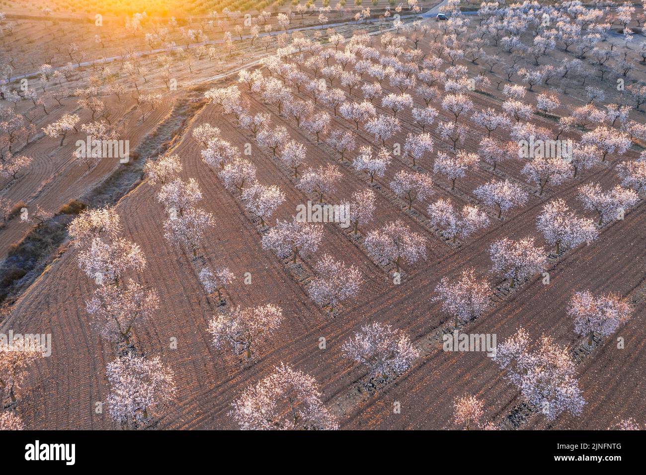 Arbol de almendro hi-res stock photography and images - Alamy
