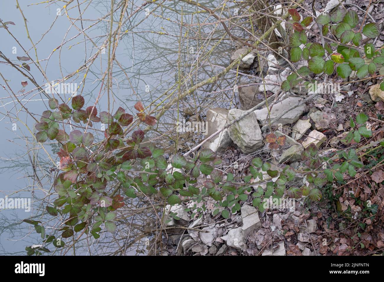Riverside plants hi-res stock photography and images - Alamy